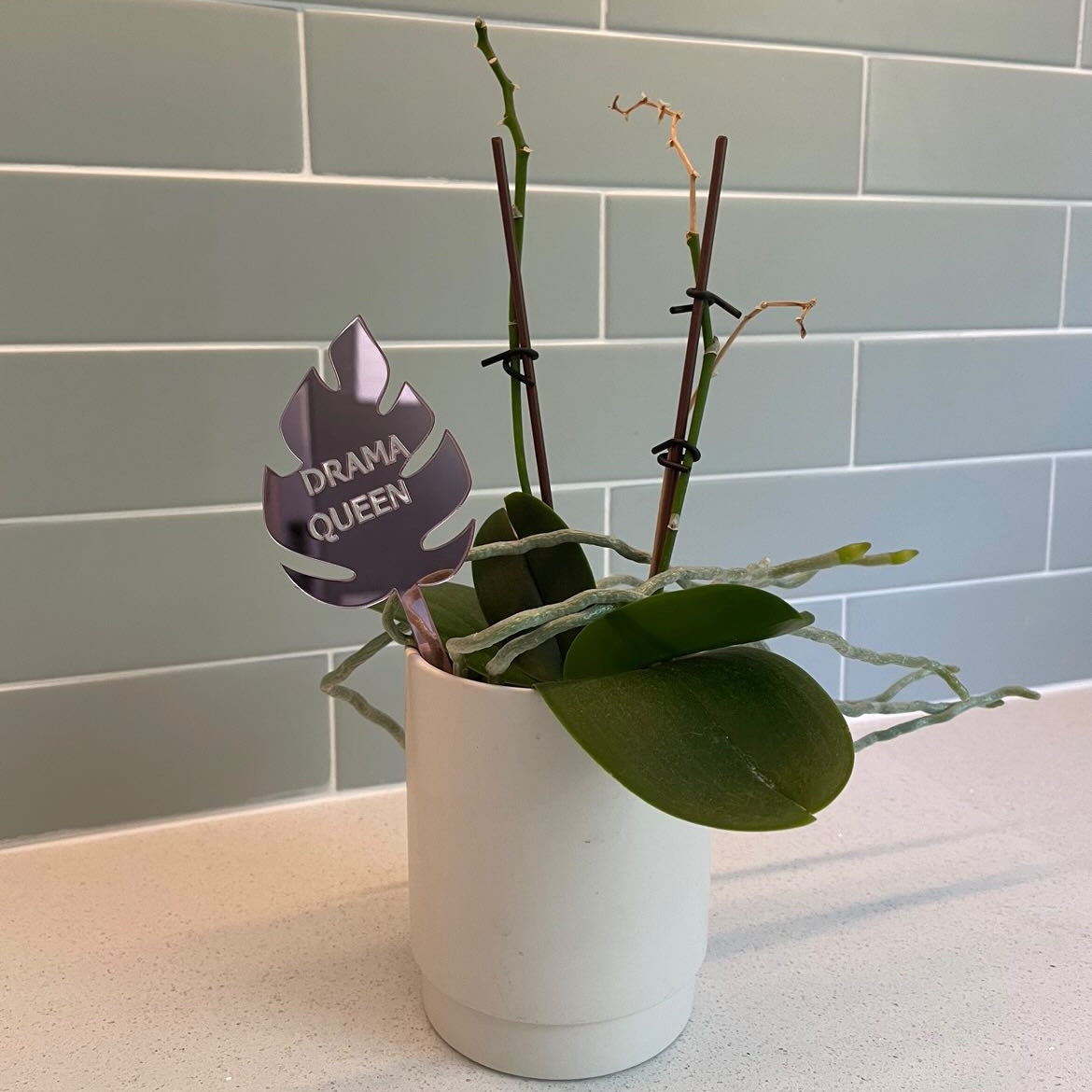 Monstera Leaf Plant Stake (Naughty By Nature Collection) – Honeys Plant ...